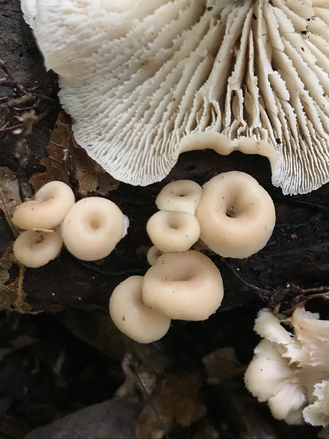 Lentinellus micheneri (Lentinellus micheneri) - Picture Mushroom