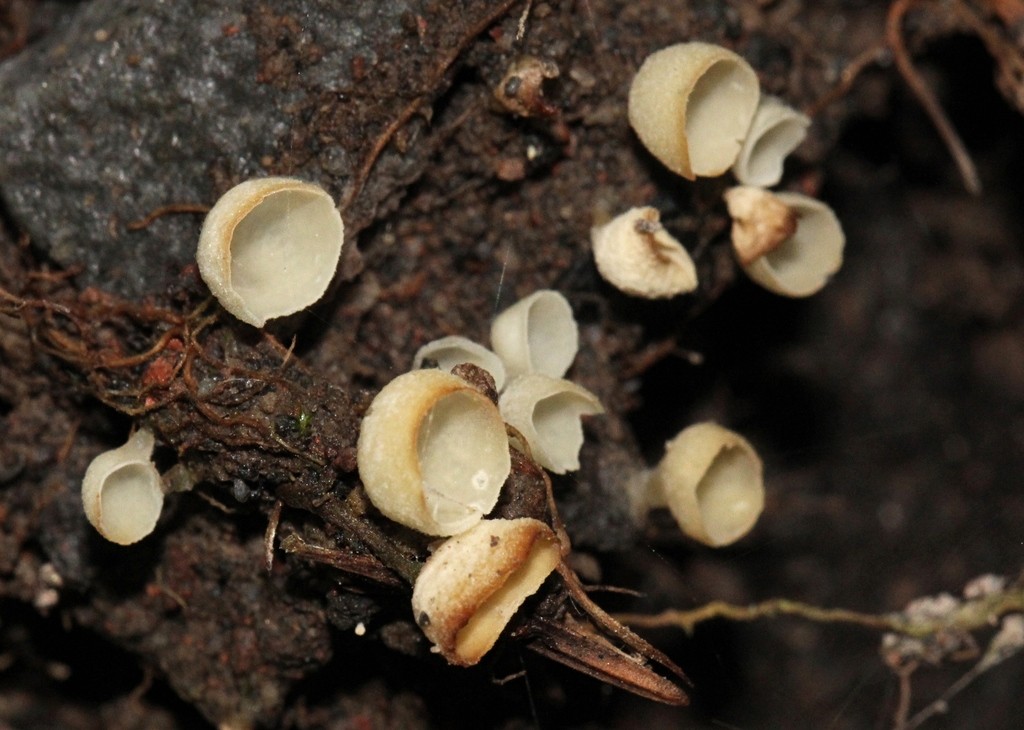 Calyptella capula (Calyptella capula) - Picture Mushroom