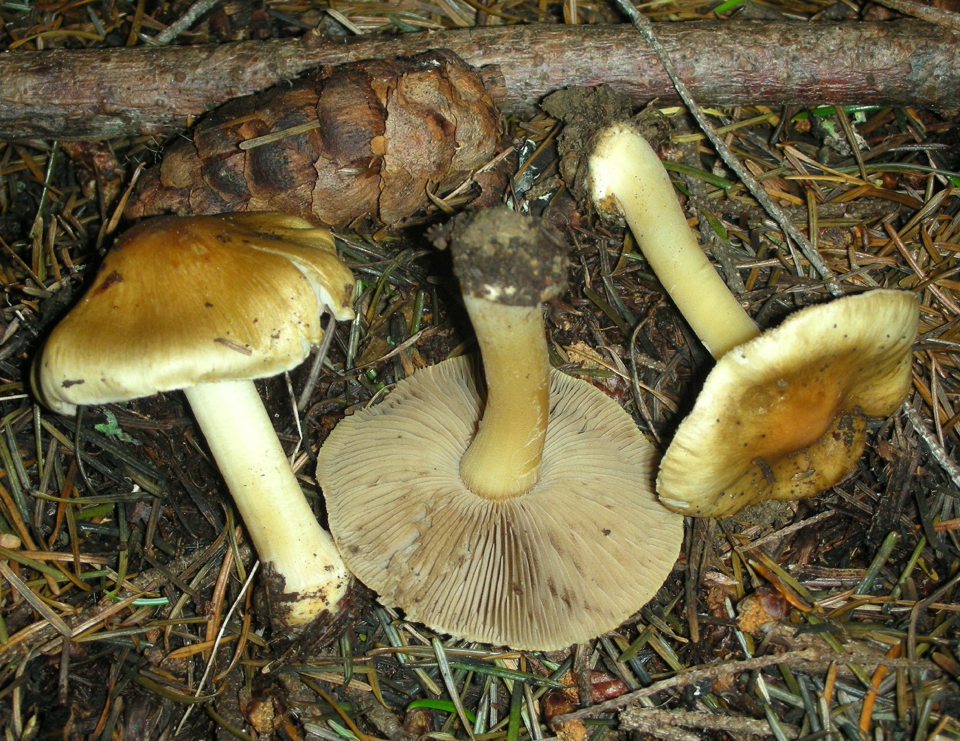 Inocybe mixtilis (Inocybe mixtilis) - Picture Mushroom