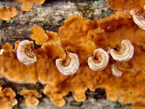 Crowded parchment How to identify it? - Picture Mushroom