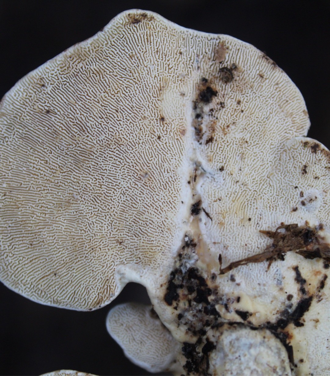 White maze polypore How to identify it? - Picture Mushroom