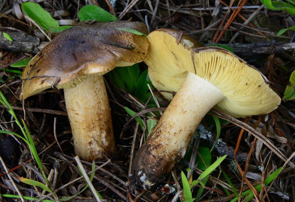 Tricholome équestre (Tricholoma equestre) - Picture Mushroom
