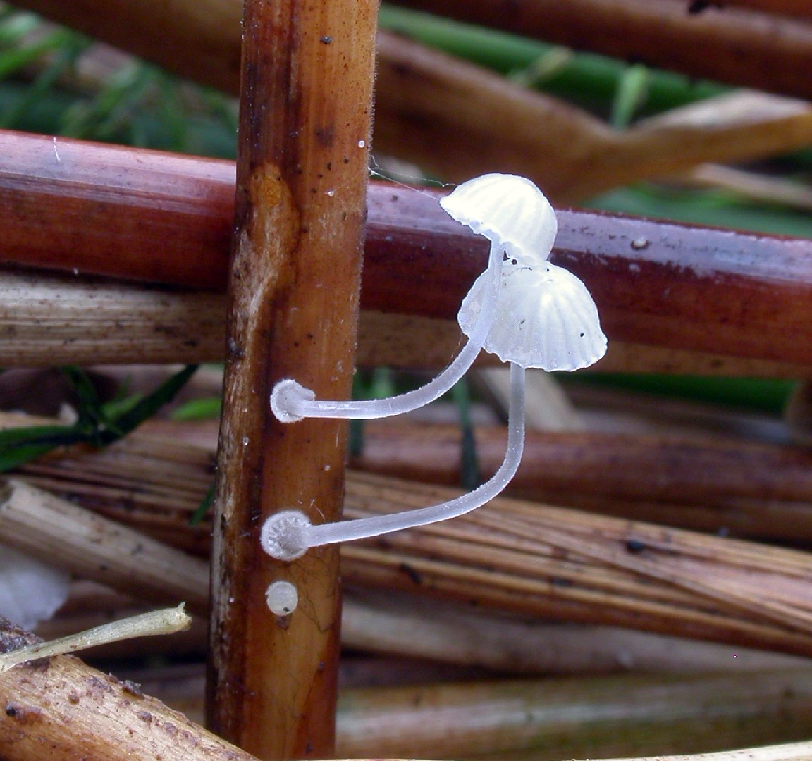 Mycena bulbosa (Mycena bulbosa) - Picture Mushroom
