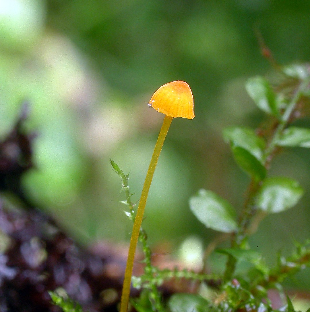 Helmlinge (Mycena) - Picture Mushroom
