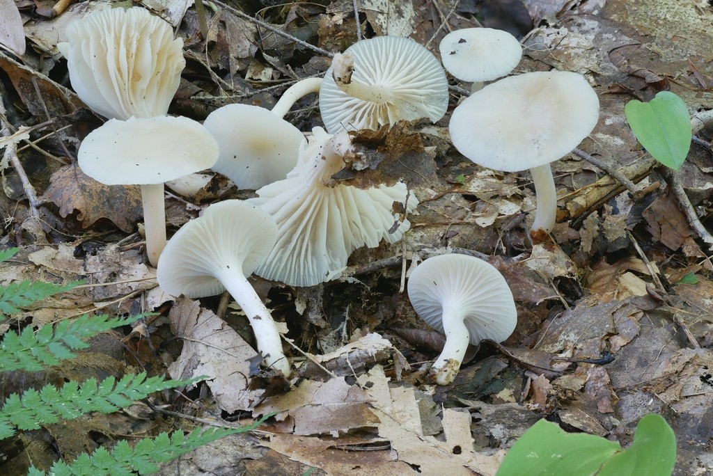 Cuphophyllus (Cuphophyllus) - Picture Mushroom