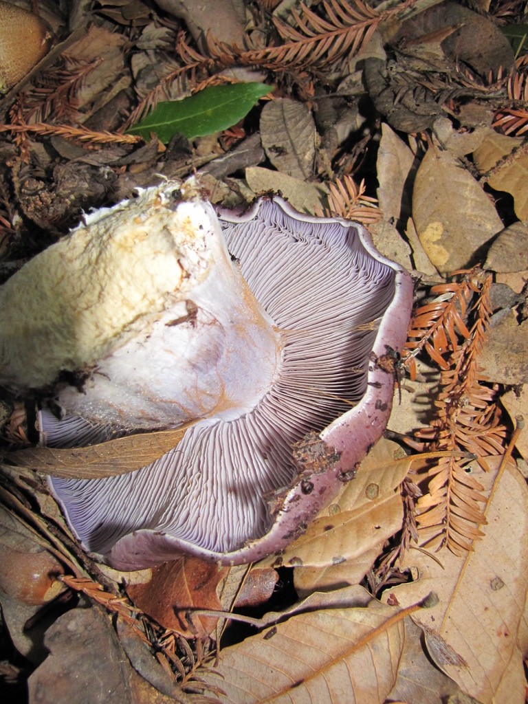 Cortinario azul-violáceo (Cortinarius glaucopus) - Picture Mushroom
