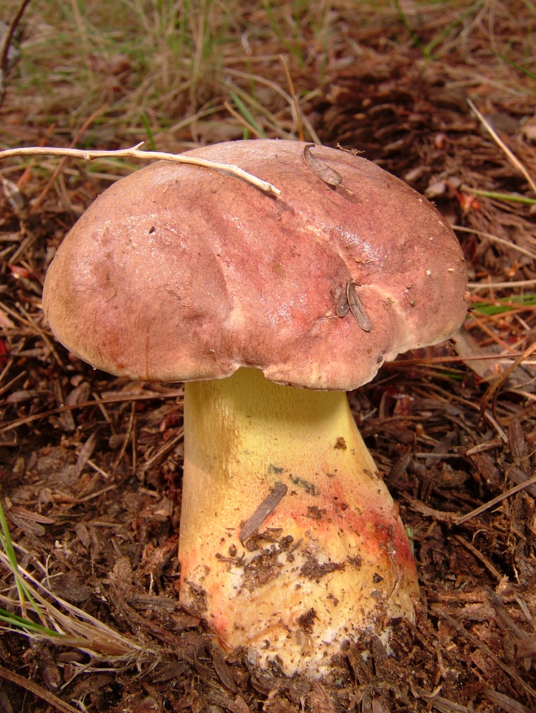 Boletus speciosus (Boletus speciosus) - Picture Mushroom