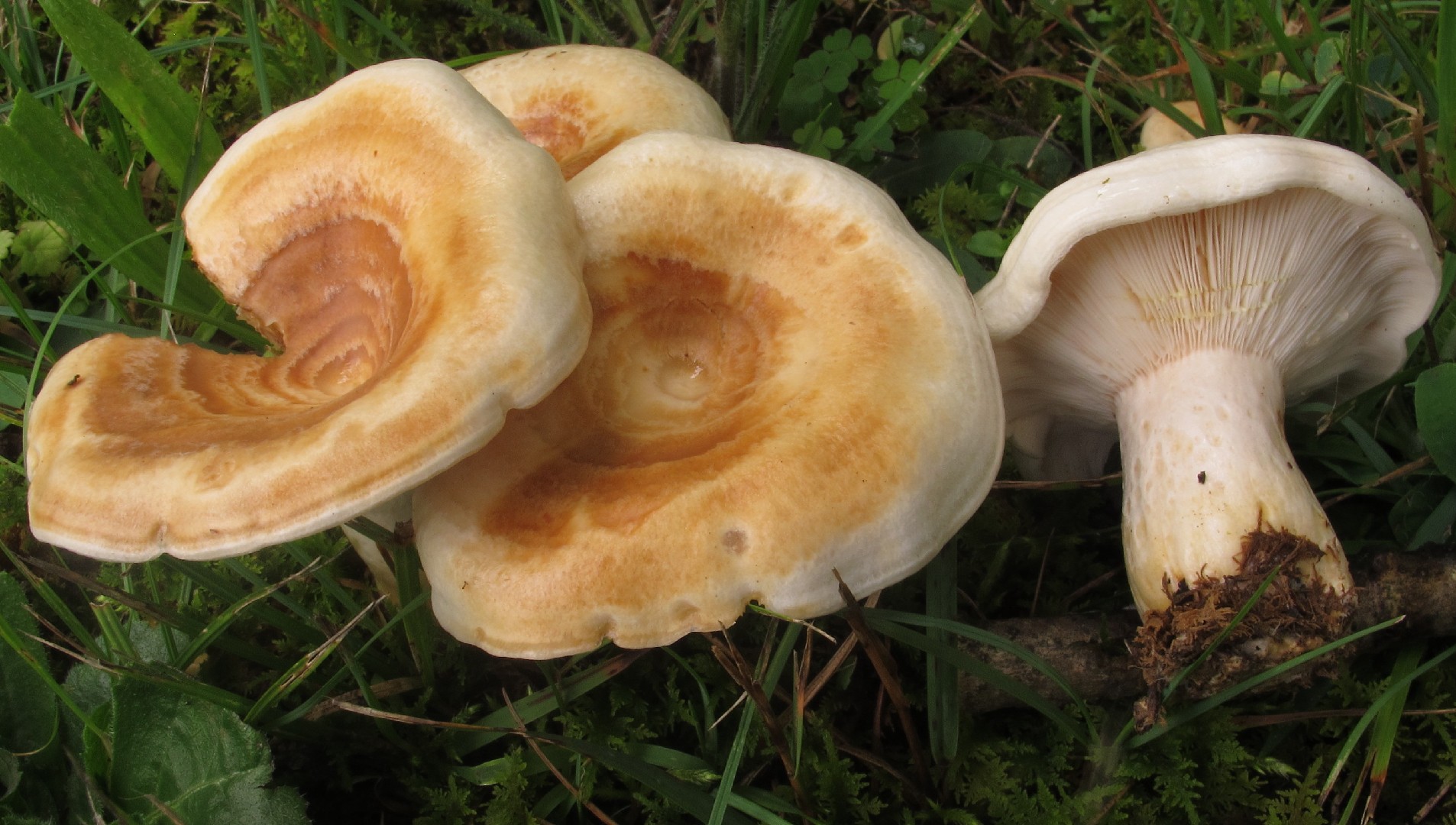 Lactarius maculatipes (Lactarius maculatipes) - Picture Mushroom