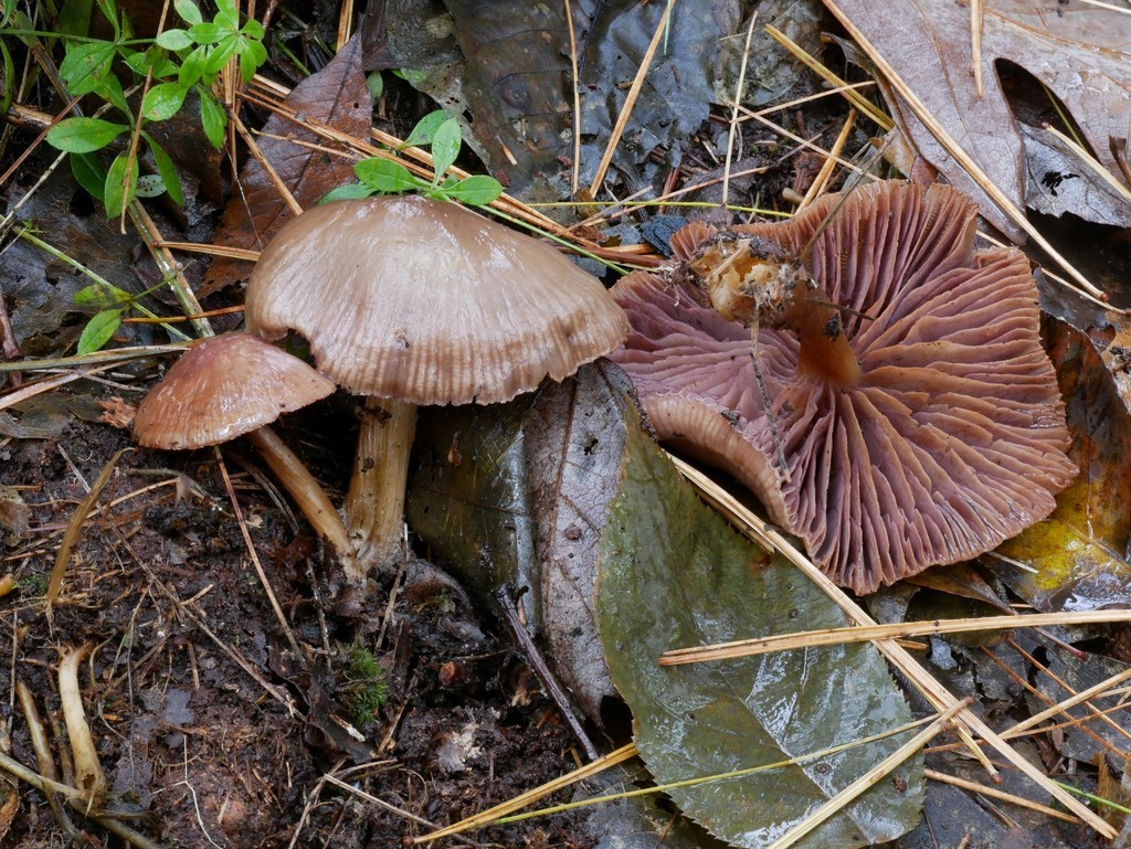 Helmlinge (Mycena) - Picture Mushroom