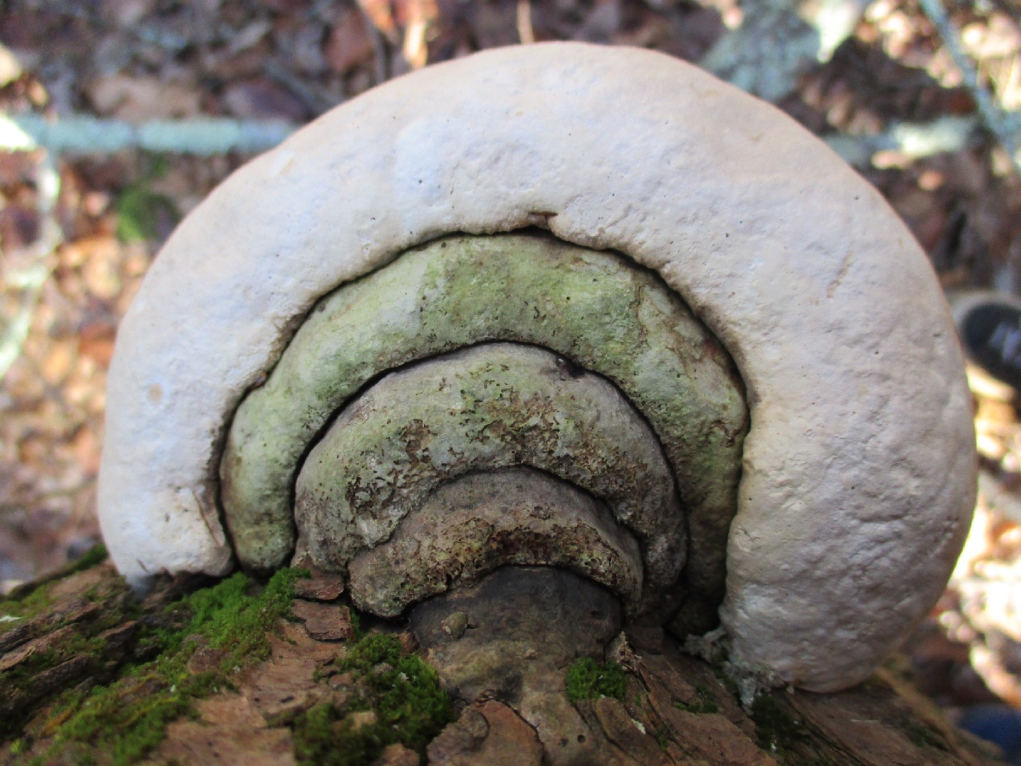 Fomitopsis ochracea (Fomitopsis ochracea) - Picture Mushroom