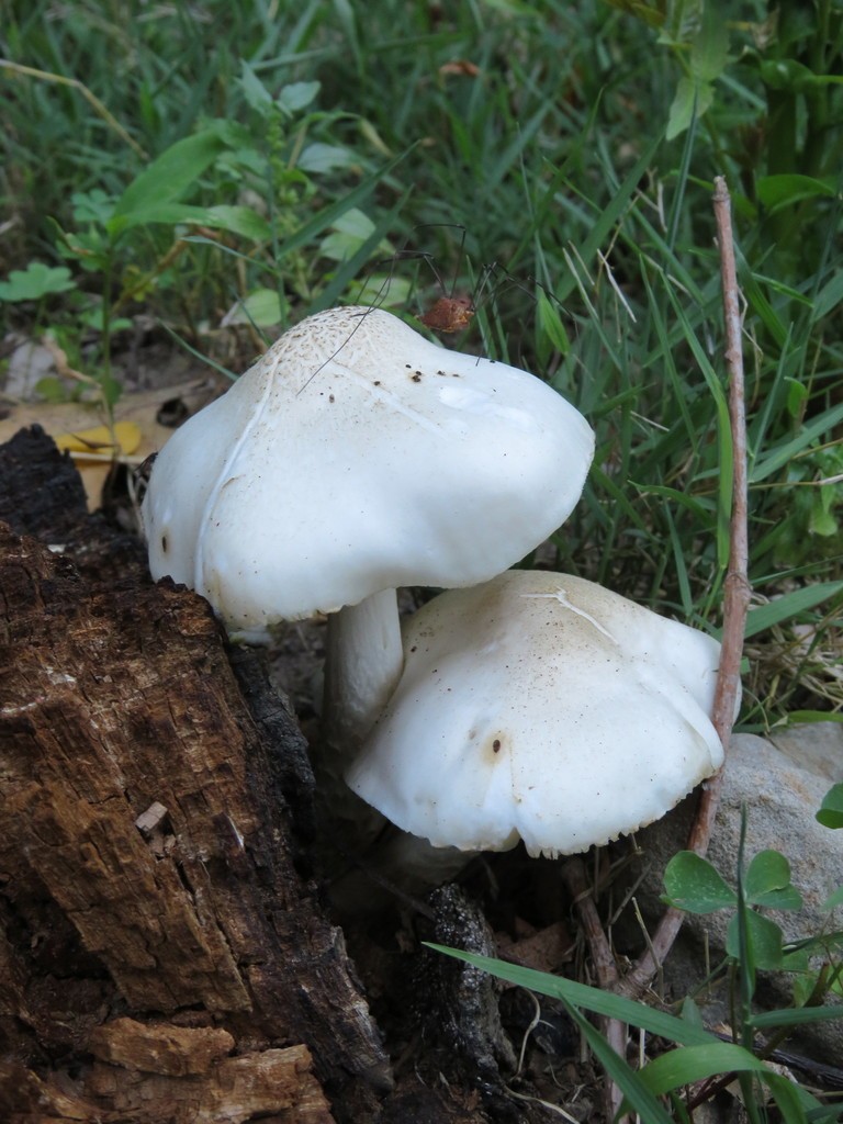 Scaly shield How to identify it? - Picture Mushroom