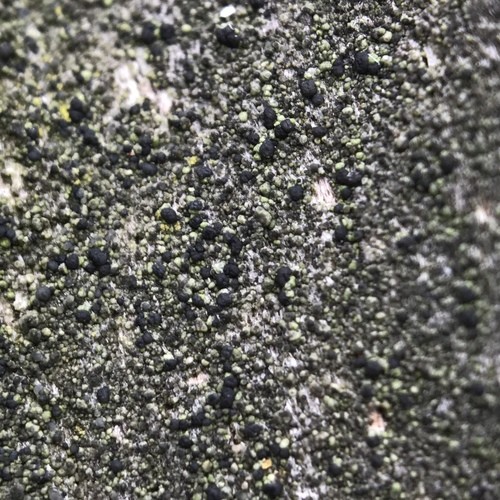 Micarea (Micarea) - Picture Mushroom