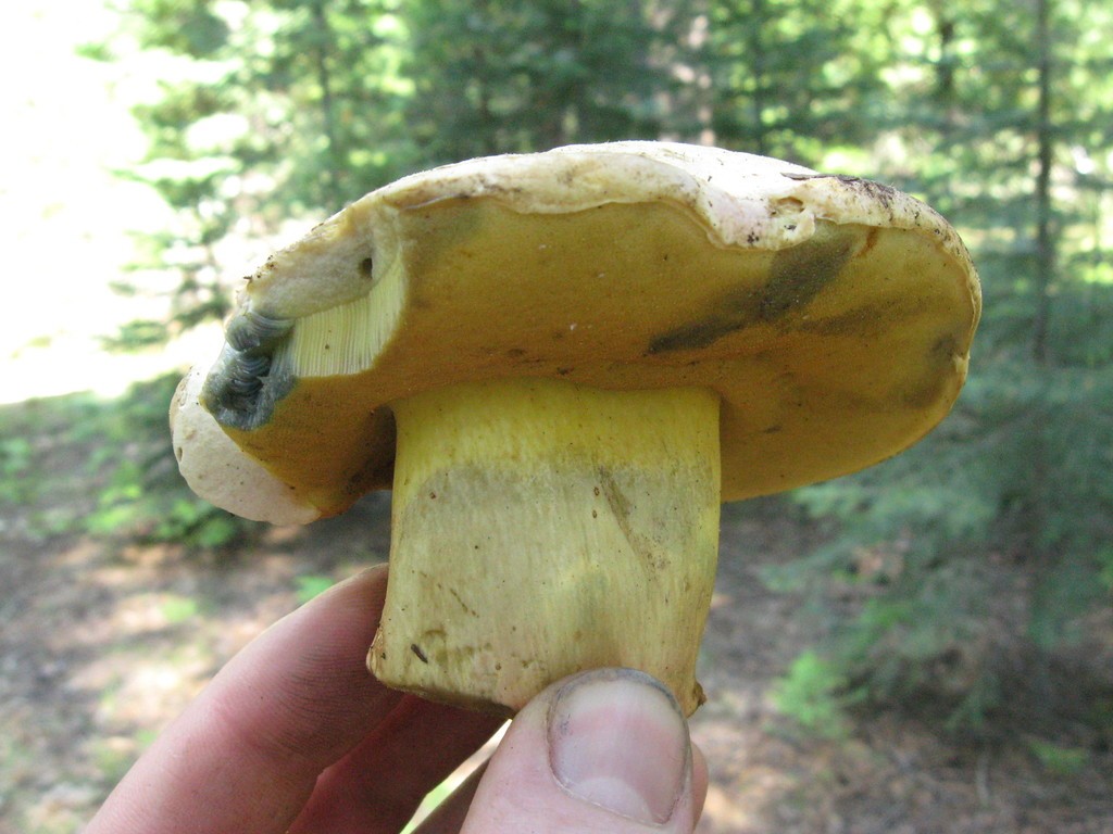 Caloboletus rubripes (Caloboletus rubripes) - Picture Mushroom