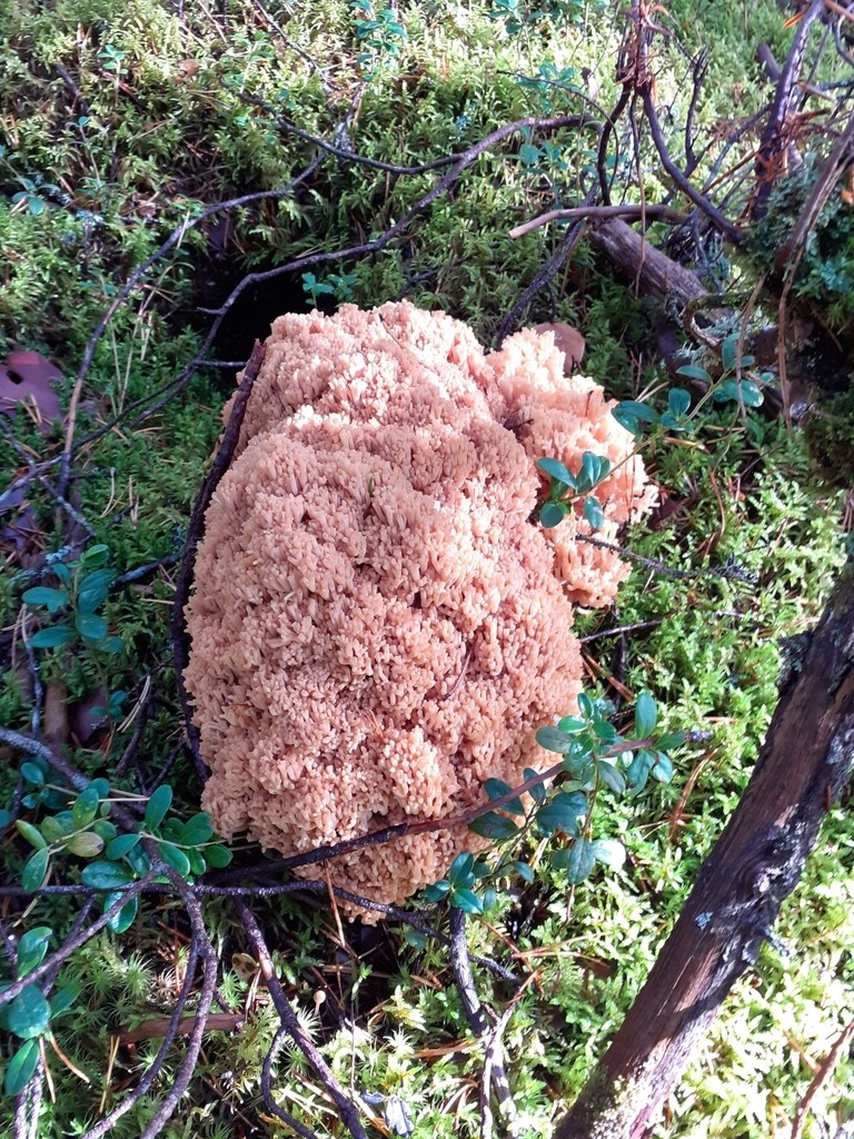 Korallen (Ramaria) - Picture Mushroom