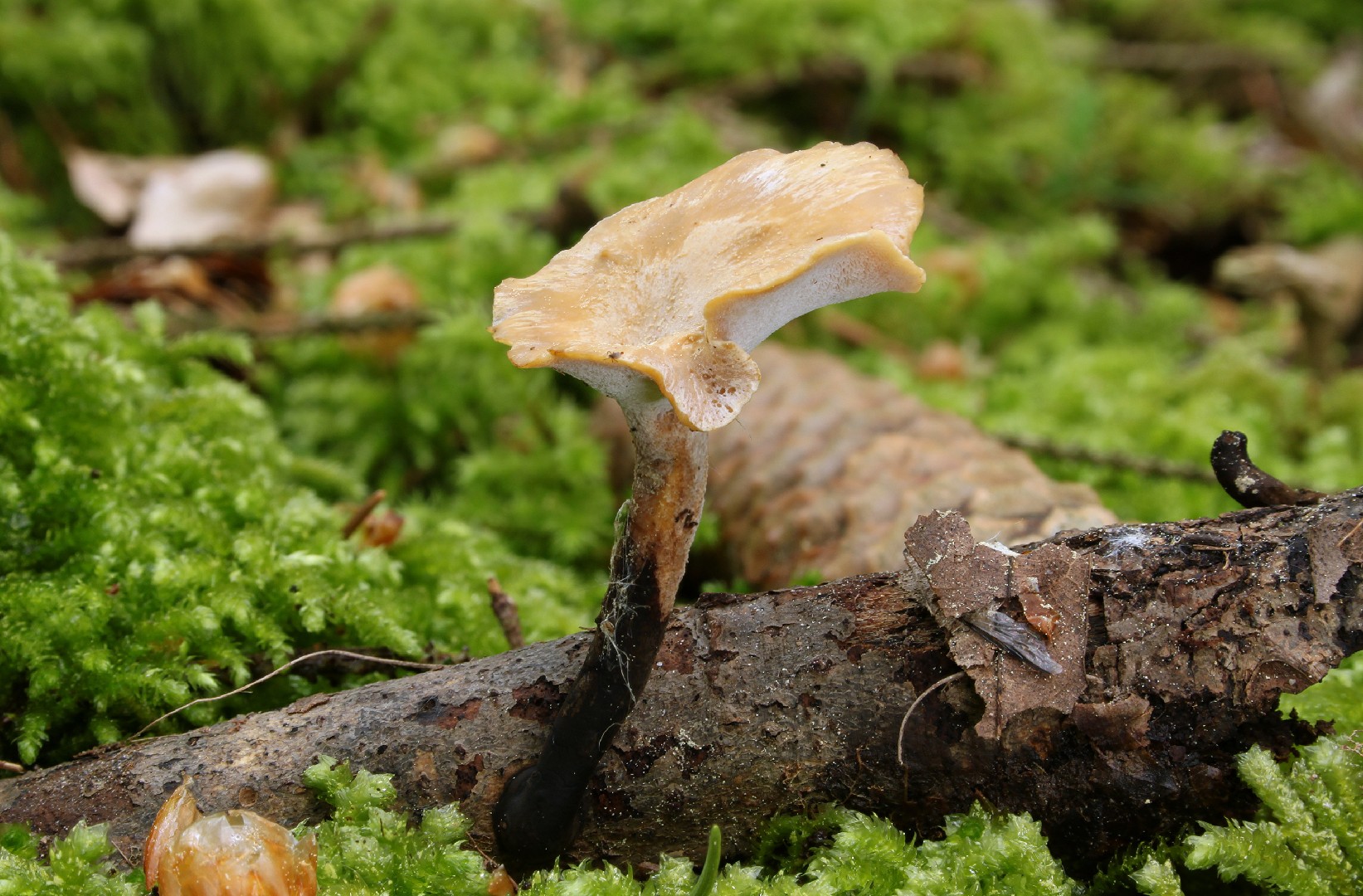 Polyporus picipes (Polyporus picipes) - Picture Mushroom