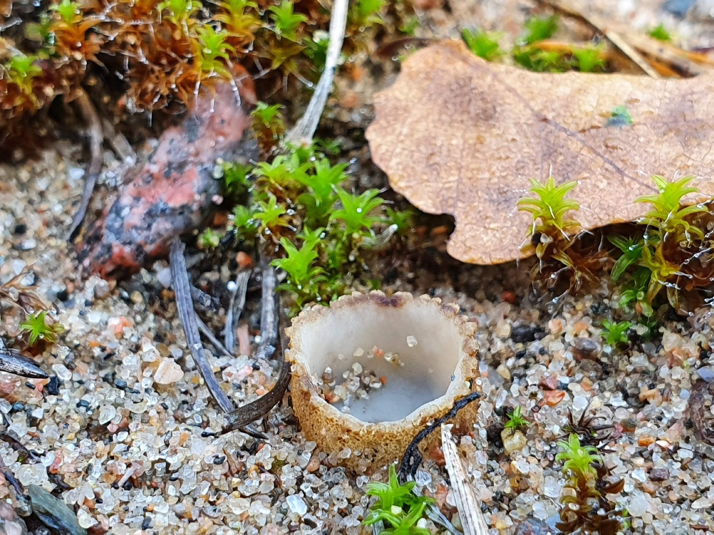 Geopora arenicola (Geopora arenicola) - Picture Mushroom
