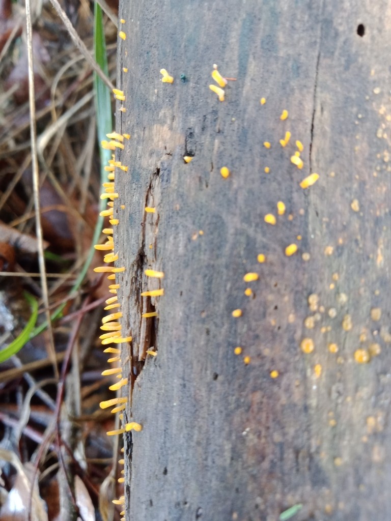 Calocera sinensis (Calocera sinensis) - Picture Mushroom