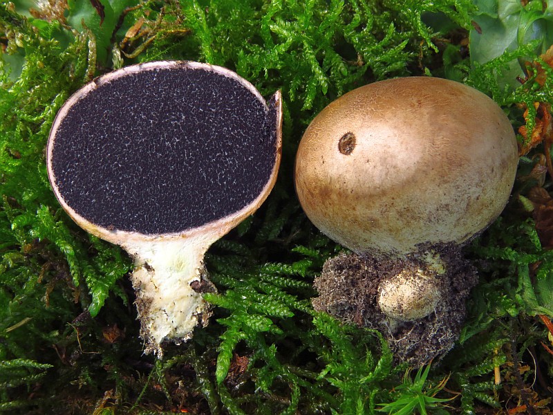 Scleroderma bovista (Scleroderma bovista) - Picture Mushroom