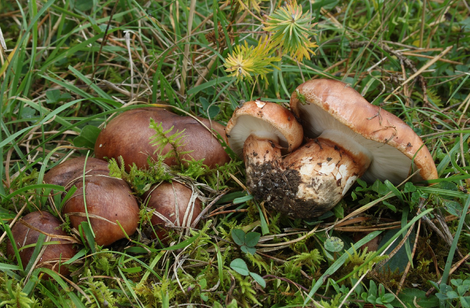 Fastberingter Ritterling (Tricholoma fracticum) - Picture Mushroom