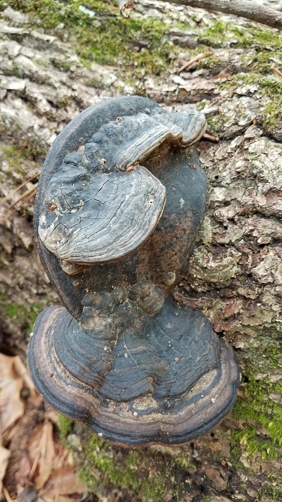 Fomes fasciatus (Fomes fasciatus) - Picture Mushroom