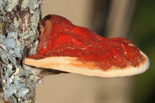 Ganoderma sessile (Ganoderma sessile) - Picture Mushroom