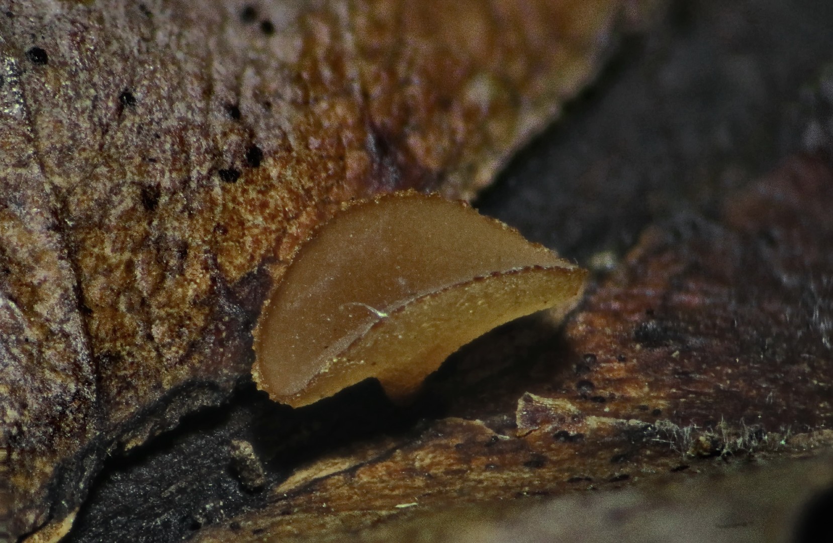 Rutstroemia (Rutstroemia) - Picture Mushroom