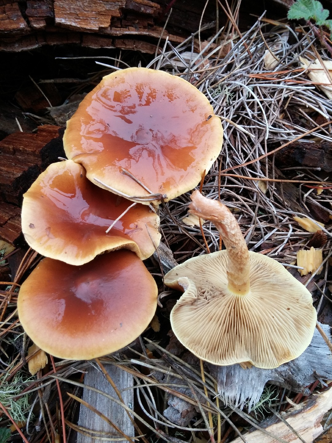 Pholiota velaglutinosa (Pholiota velaglutinosa) - Picture Mushroom