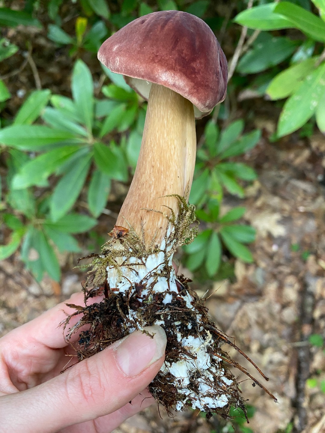 Xanthoconium purpureum (Xanthoconium purpureum) - Picture Mushroom