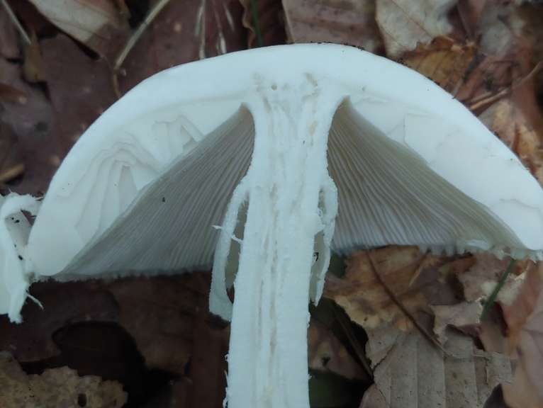 Destroying angel How to identify it? - Picture Mushroom