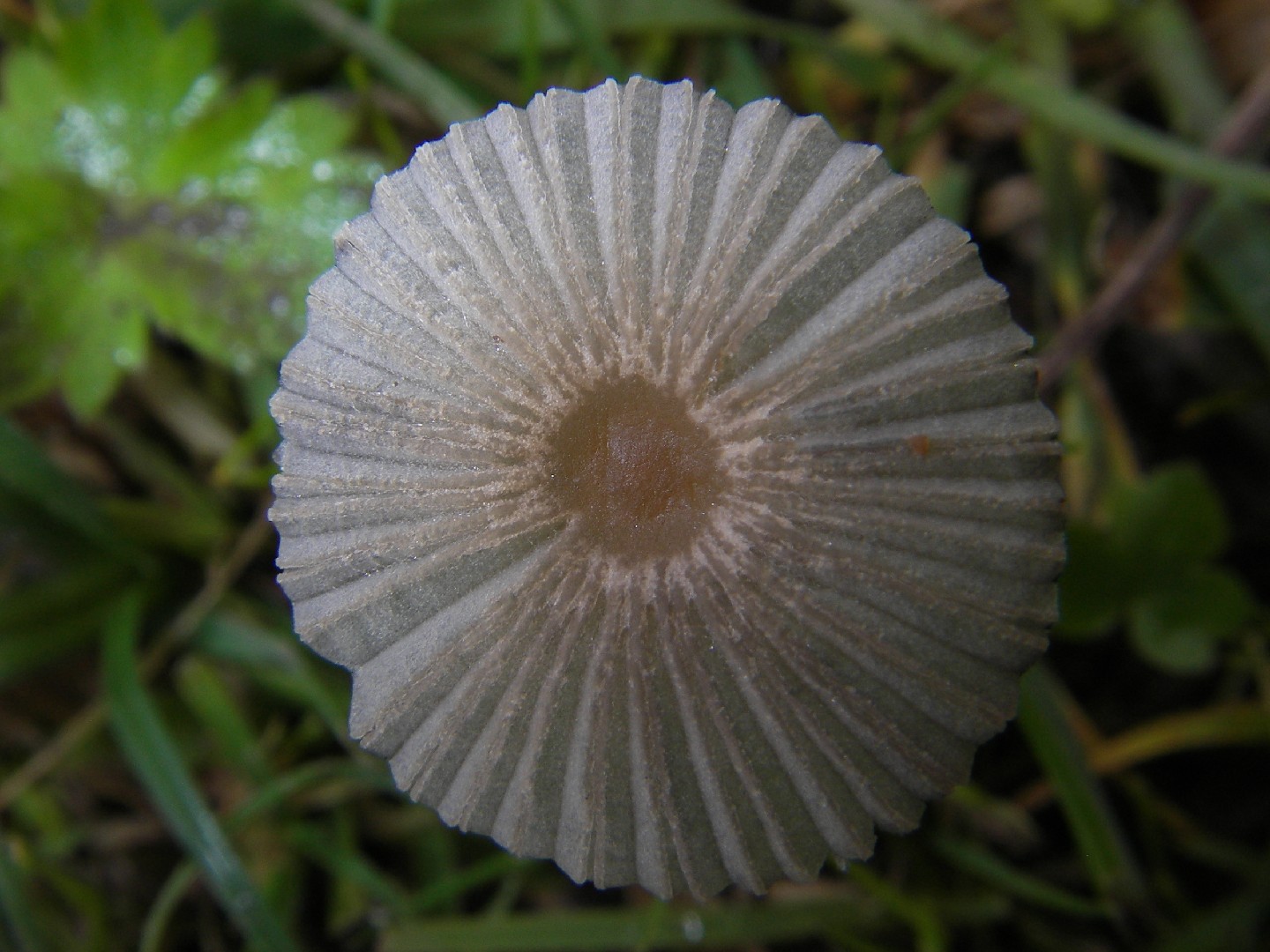 Pleated inkcap How to identify it? - Picture Mushroom