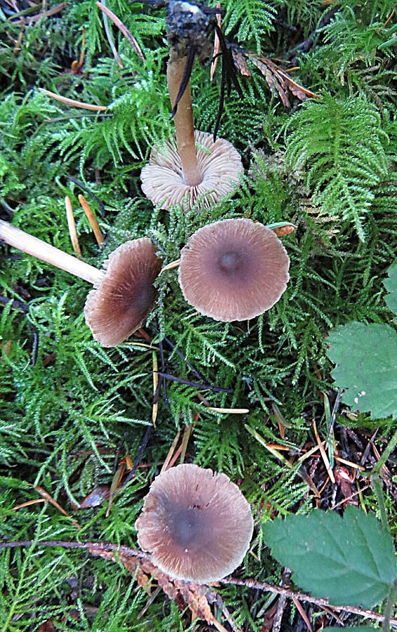 Inocybe de fries (Inocybe nitidiuscula) - Picture Mushroom