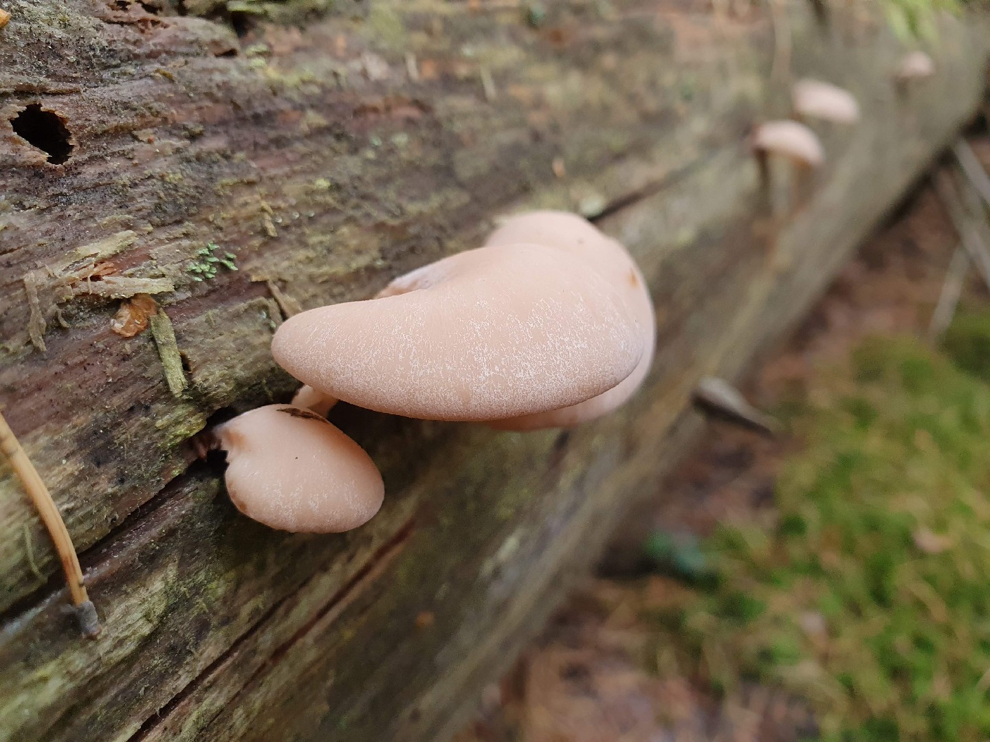 Lentinellus castoreus (Lentinellus castoreus) - Picture Mushroom