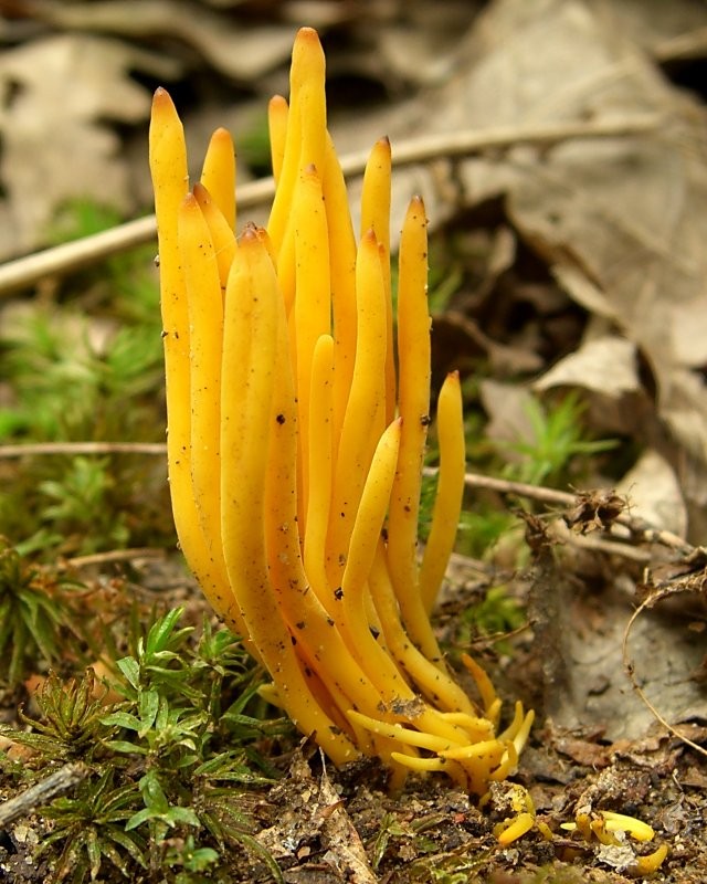 Hongo coral naranja (Clavulinopsis laeticolor) - Picture Mushroom