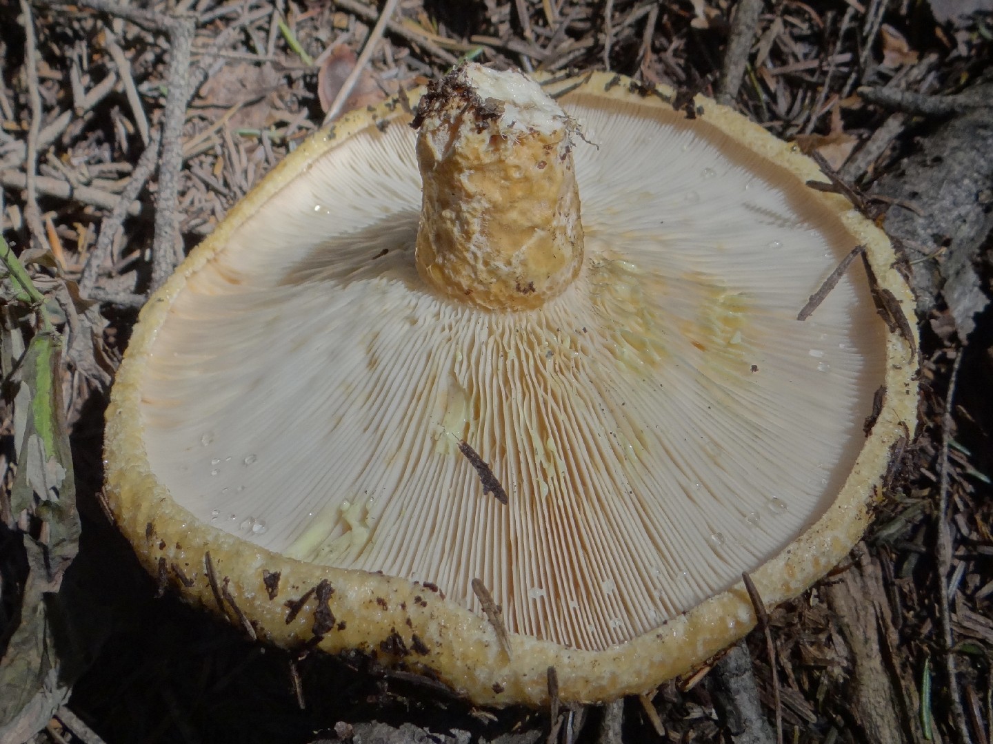 Scrobiculate milk cap How to identify it? - Picture Mushroom