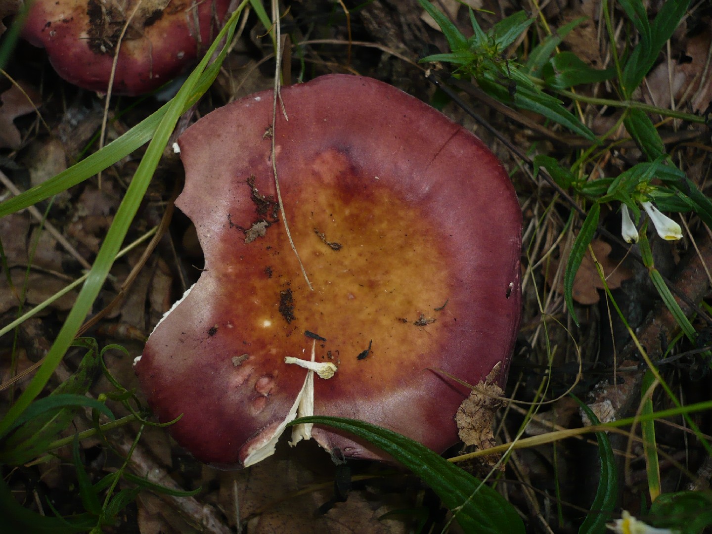 Russula decipiens (Russula decipiens) - Picture Mushroom
