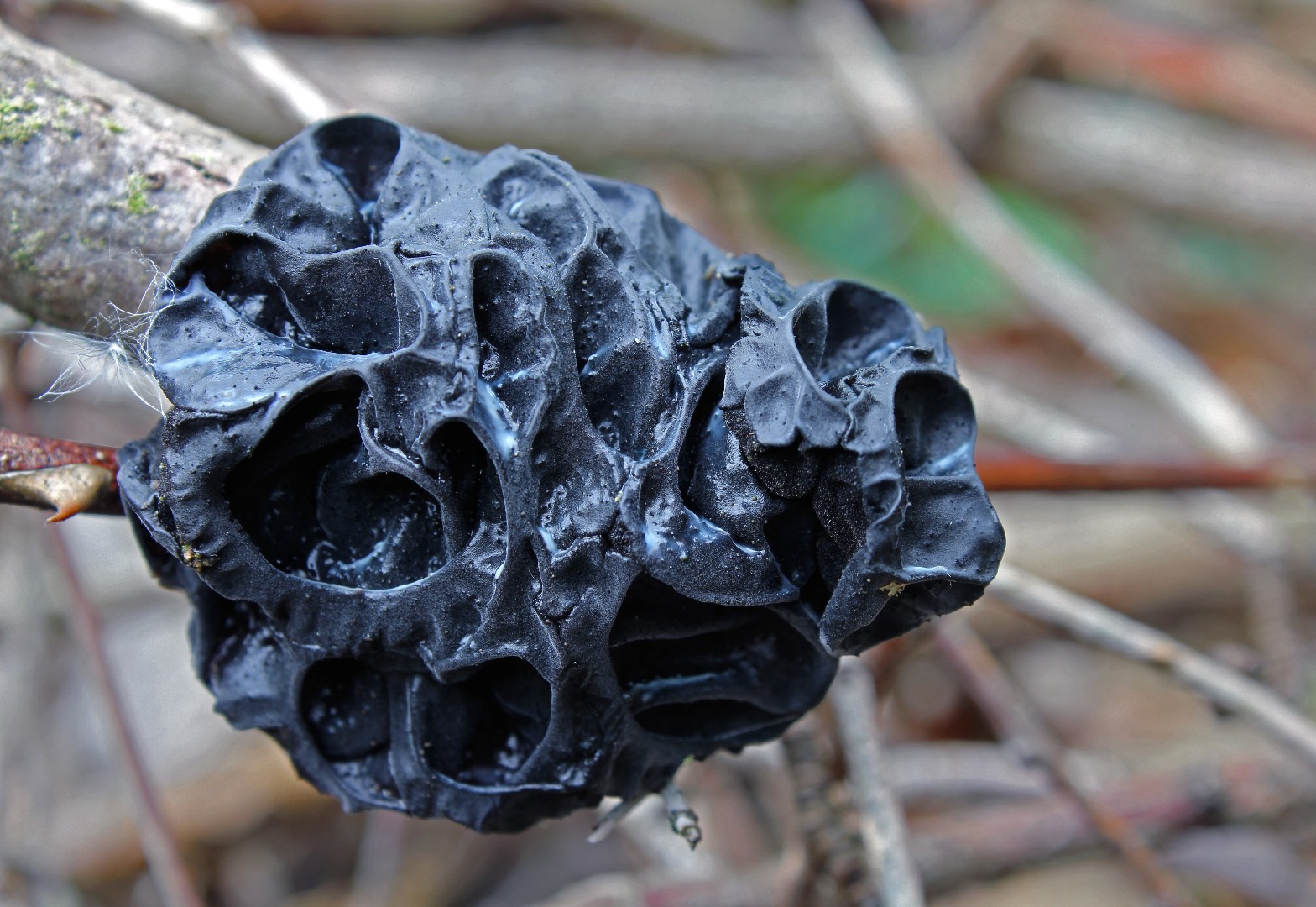 Exidia nigricans (Exidia nigricans) - Picture Mushroom