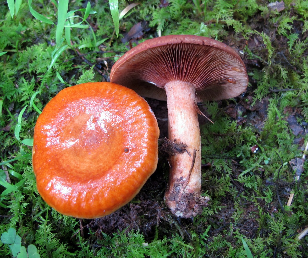 Lactarius peckii (Lactarius peckii) - Picture Mushroom