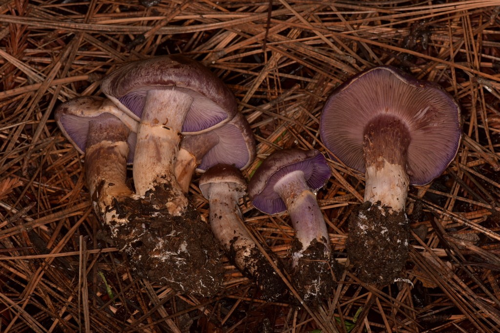 Cortinarius purpurascens (Cortinarius purpurascens) - Picture Mushroom