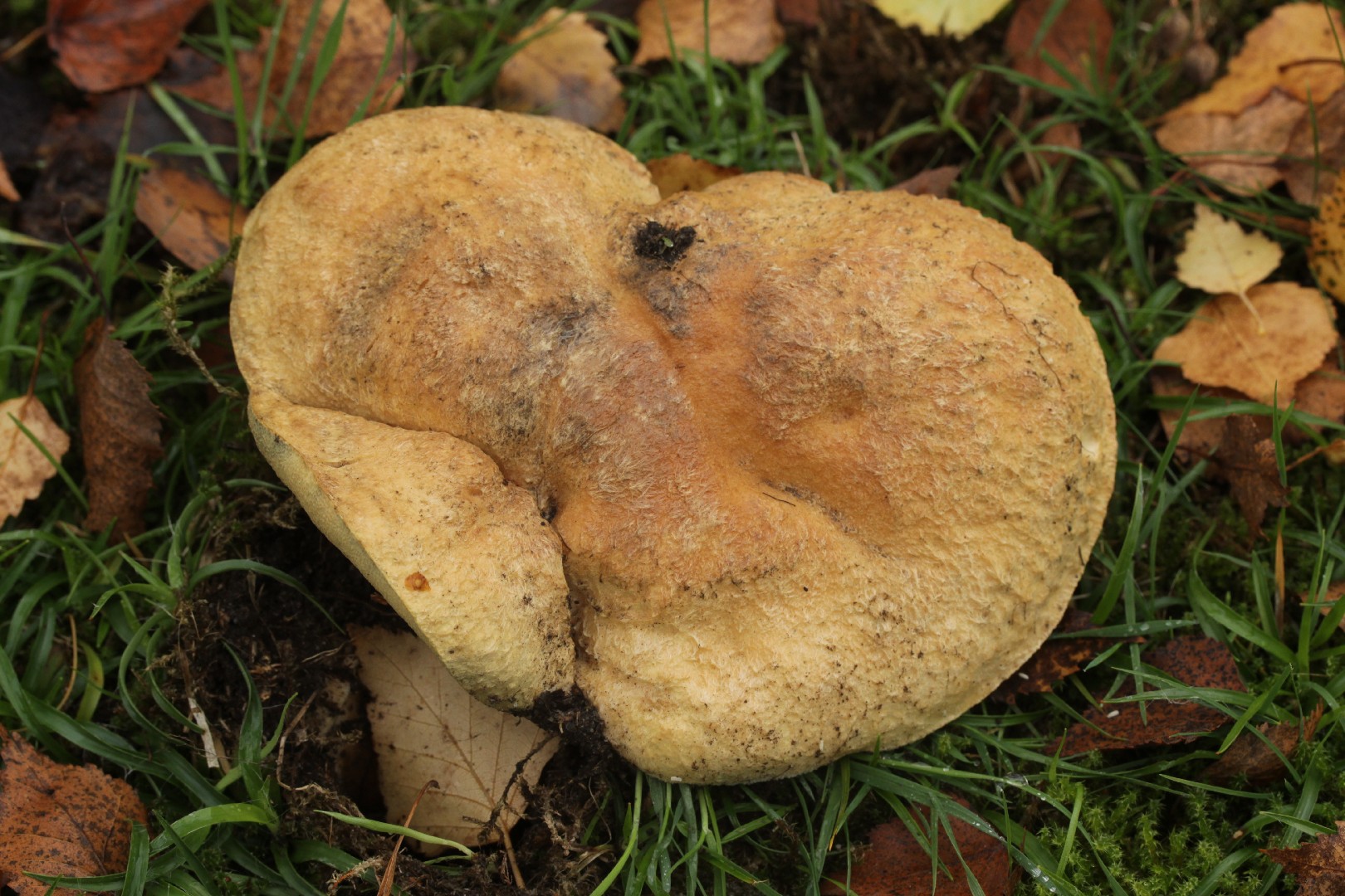Bluing bolete How to identify it? - Picture Mushroom