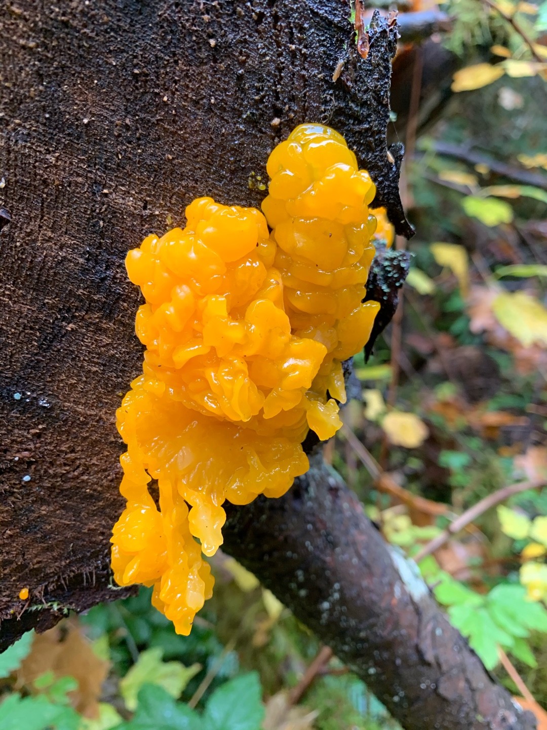 Gallerttränen (Dacrymyces) - Picture Mushroom