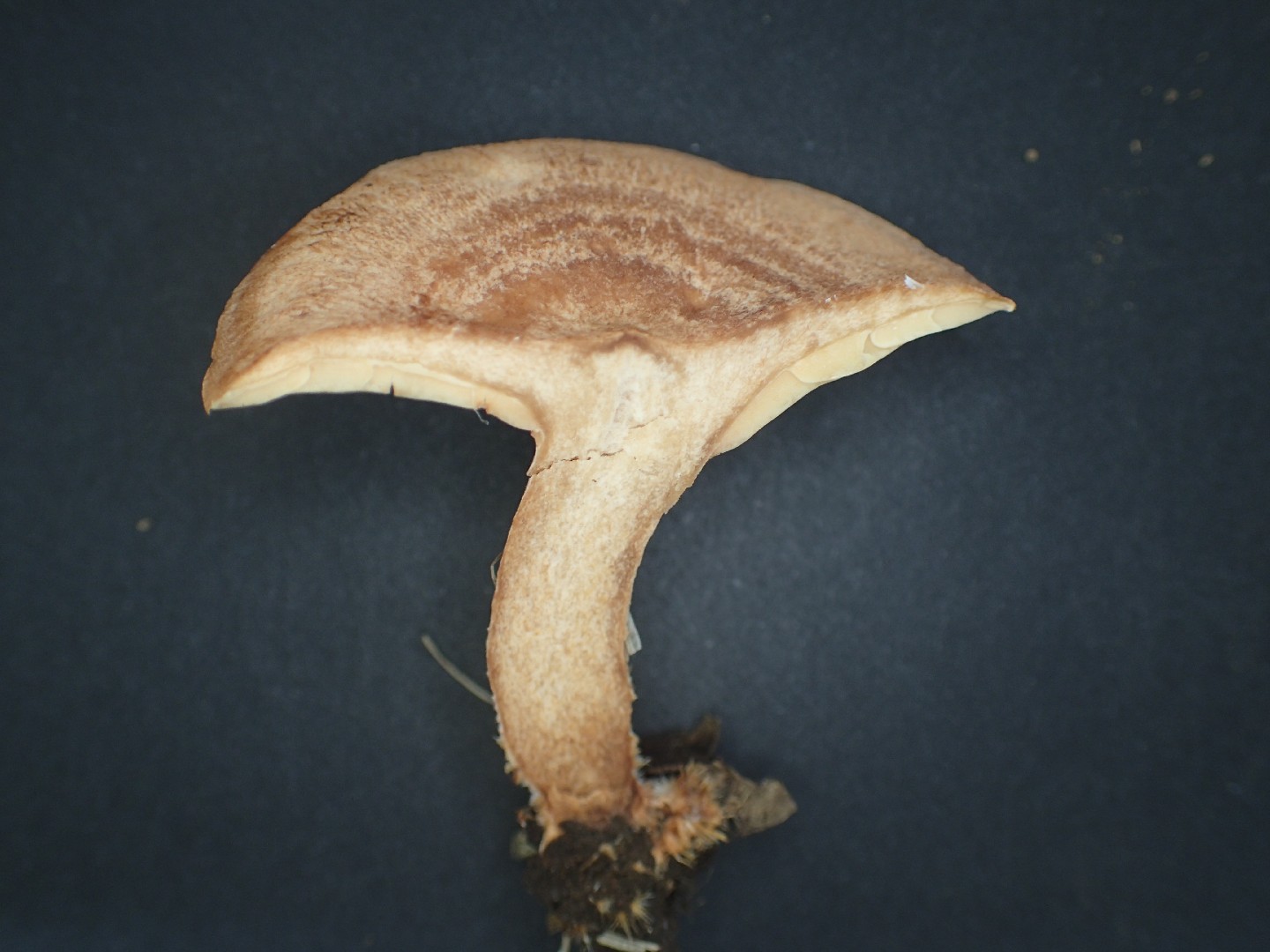 Lactarius subzonarius (Lactarius subzonarius) - Picture Mushroom
