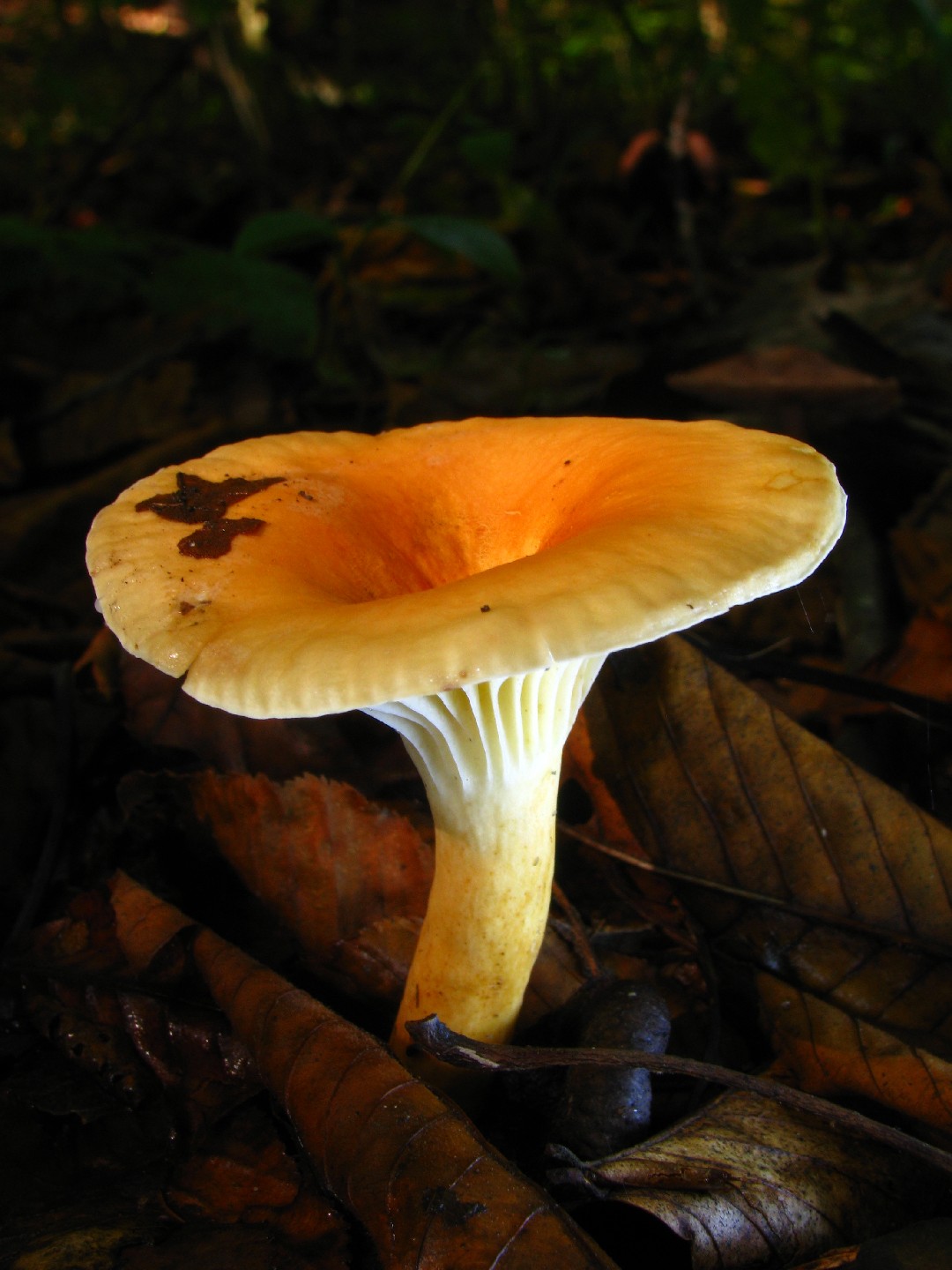 Lactaire flamboyant (Lactarius hygrophoroides) - Picture Mushroom
