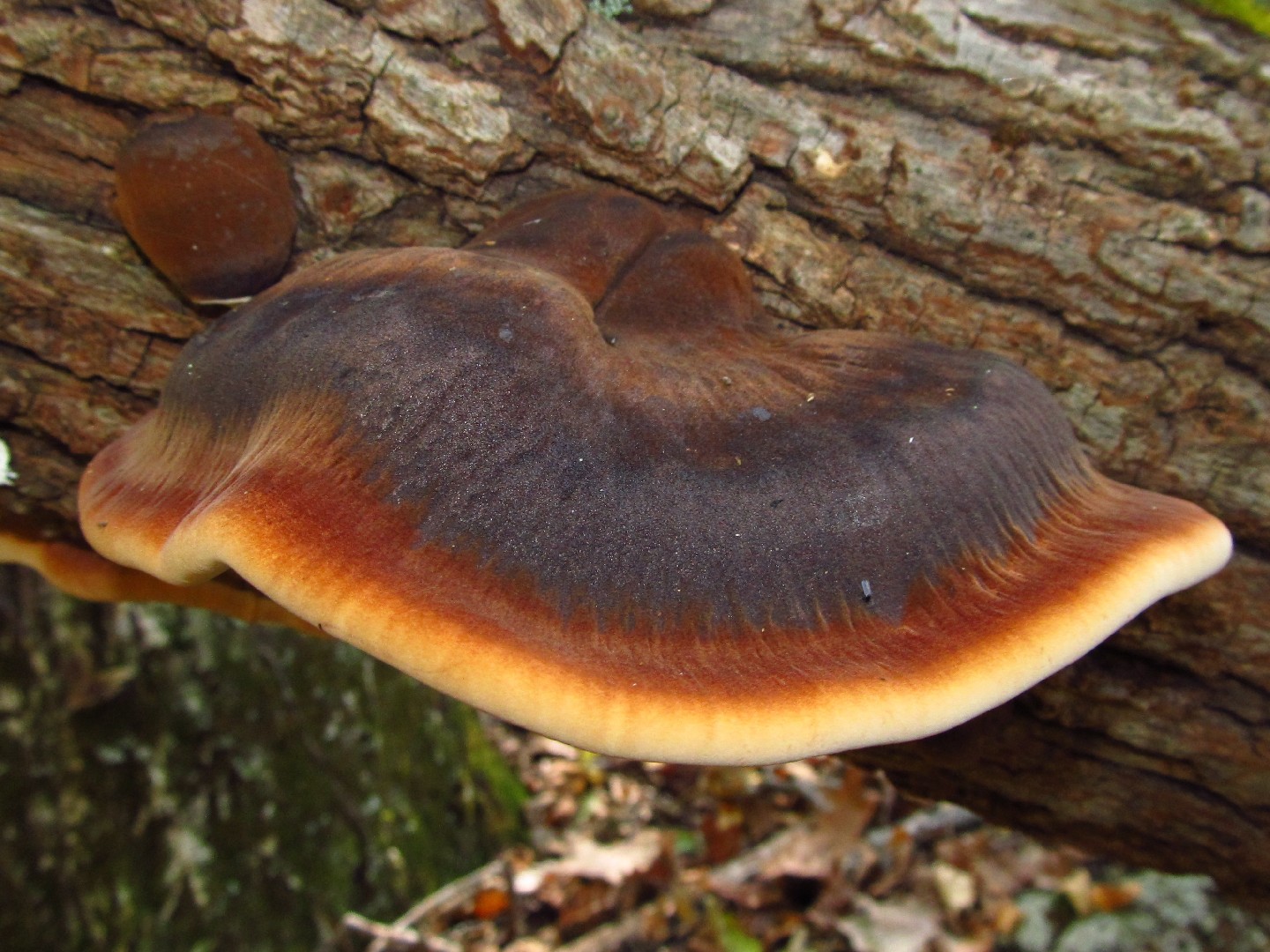 ヤニタケ (Ischnoderma resinosum) - Picture Mushroom