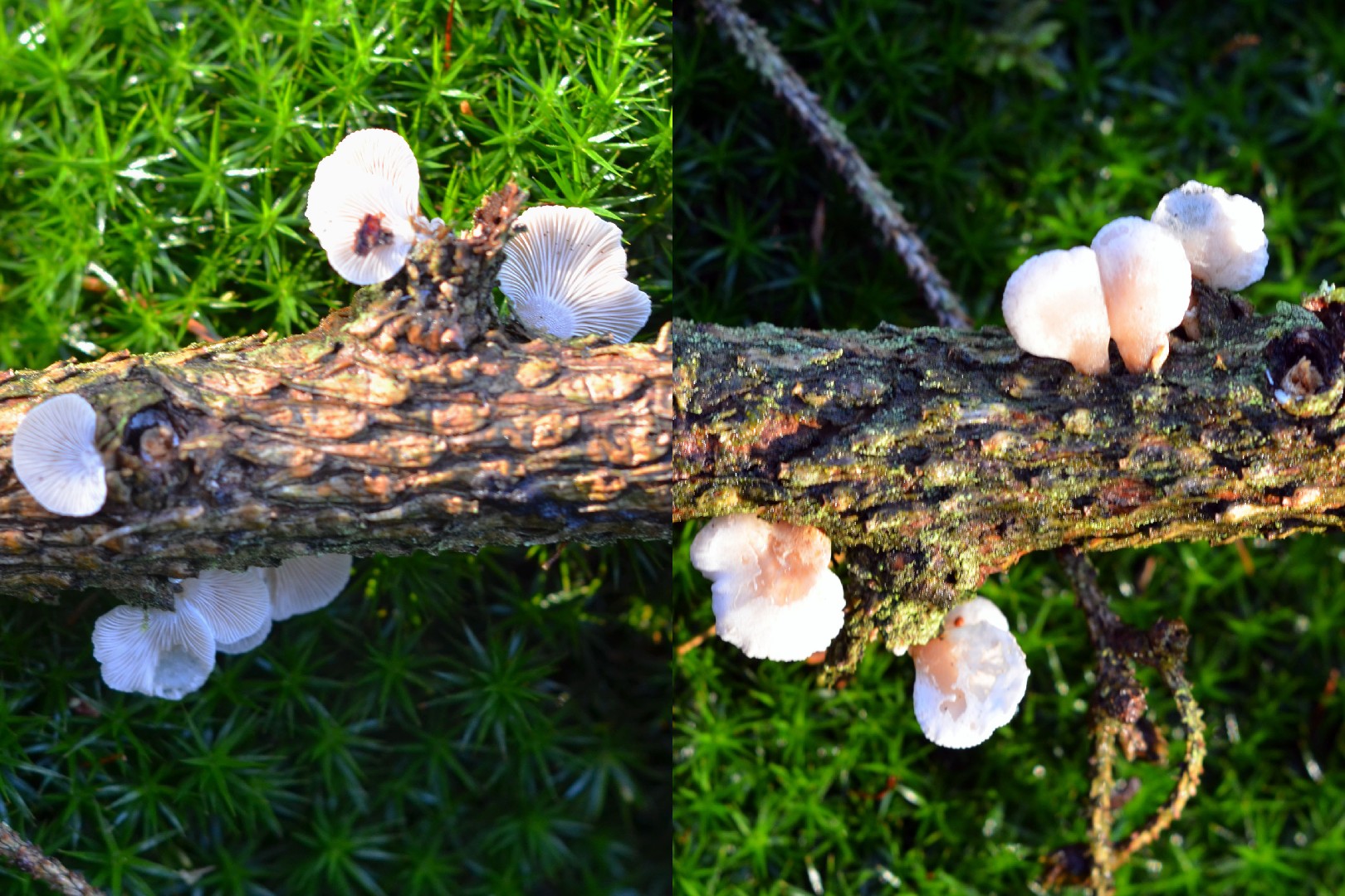 Panellus mitis (Panellus mitis) - Picture Mushroom