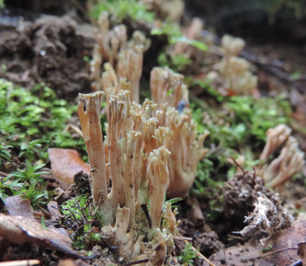 Ramaria apiculata (Ramaria apiculata) - Picture Mushroom