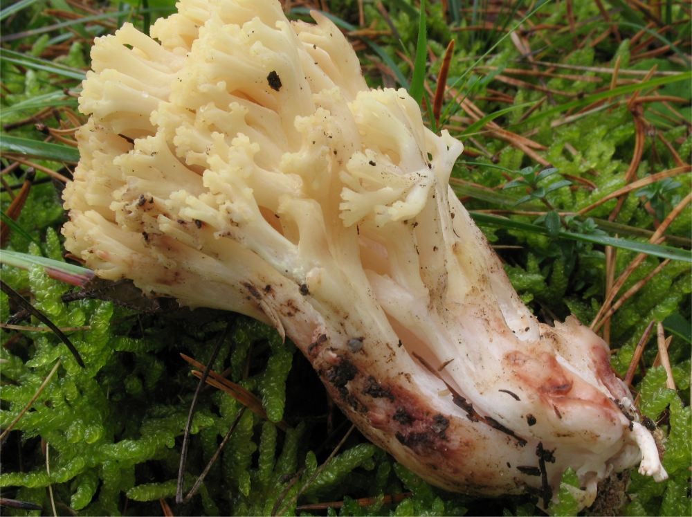 Ramaria sanguinea (Ramaria sanguinea) - Picture Mushroom