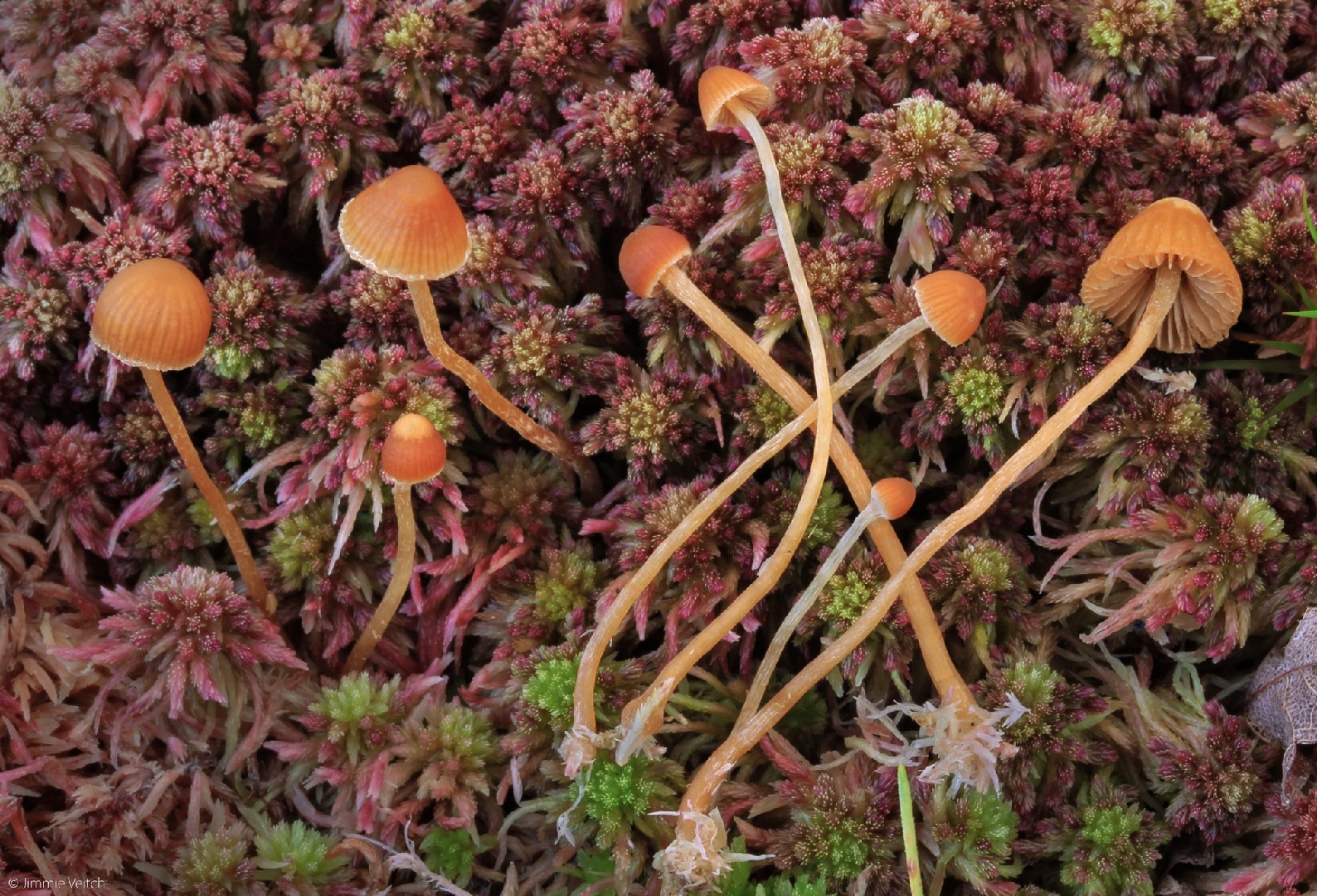 Galerina sphagnicola (Galerina sphagnicola) - Picture Mushroom
