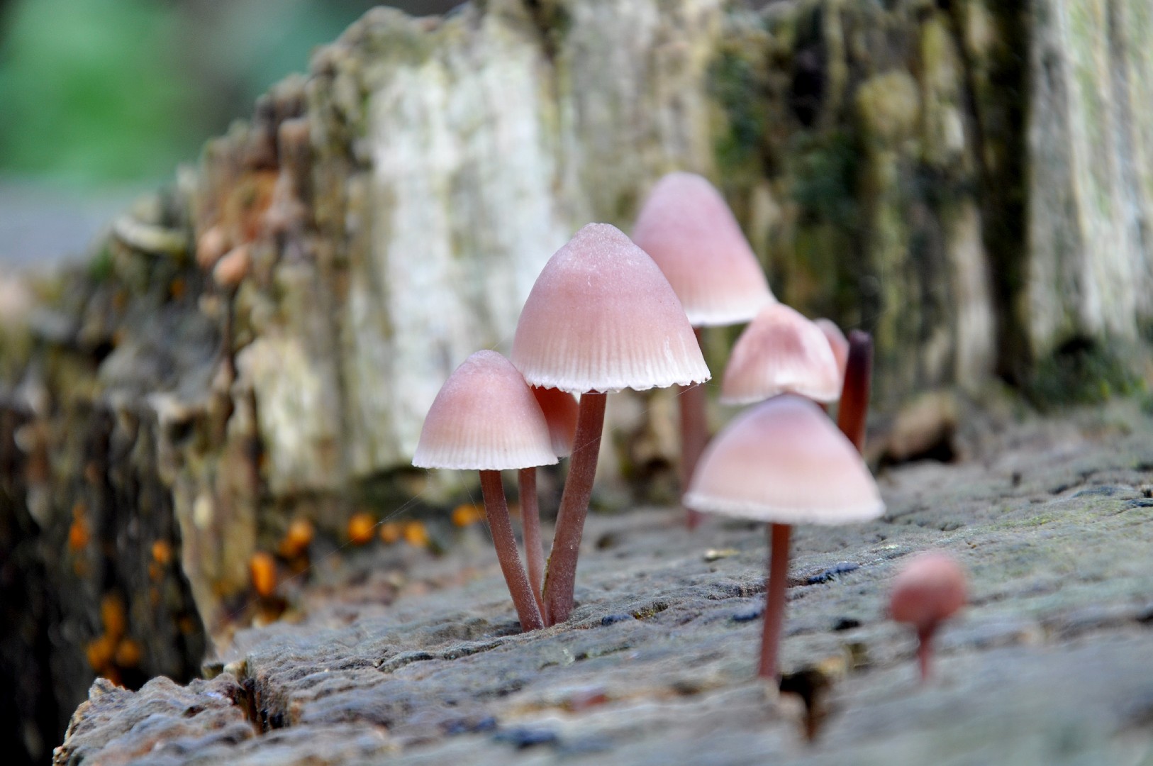 Helmlinge (Mycena) - Picture Mushroom