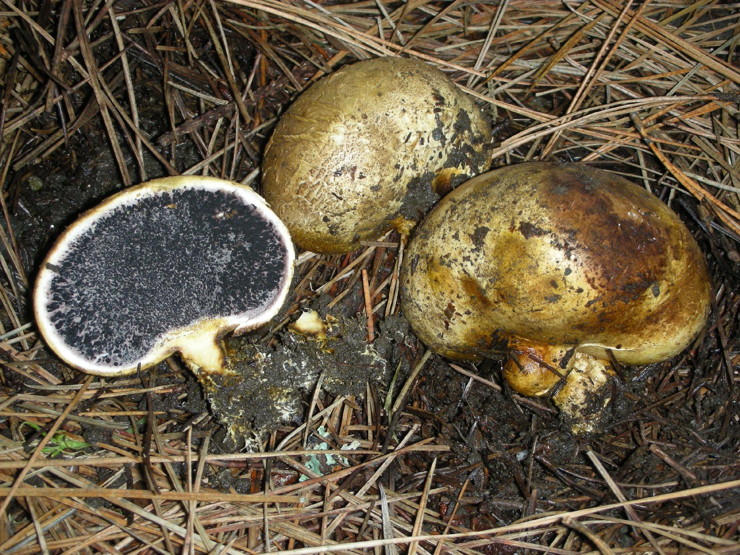 Scleroderma amarillo ¿Cómo identificarlo? - Picture Mushroom
