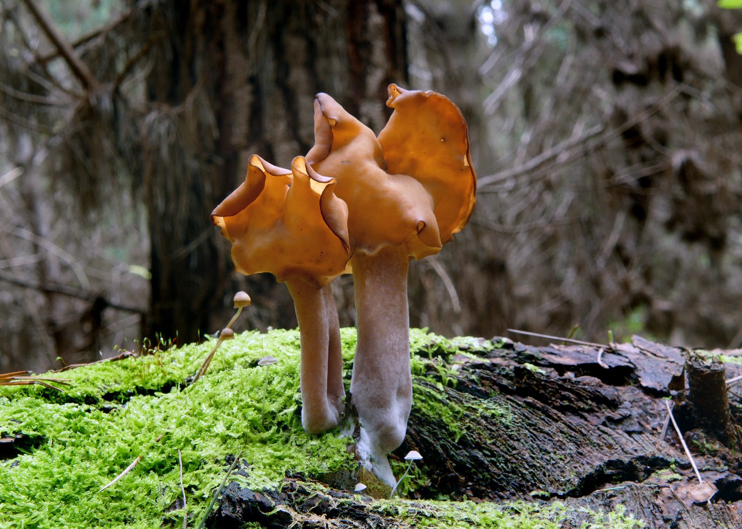 Giftlorcheln (Gyromitra) - Picture Mushroom